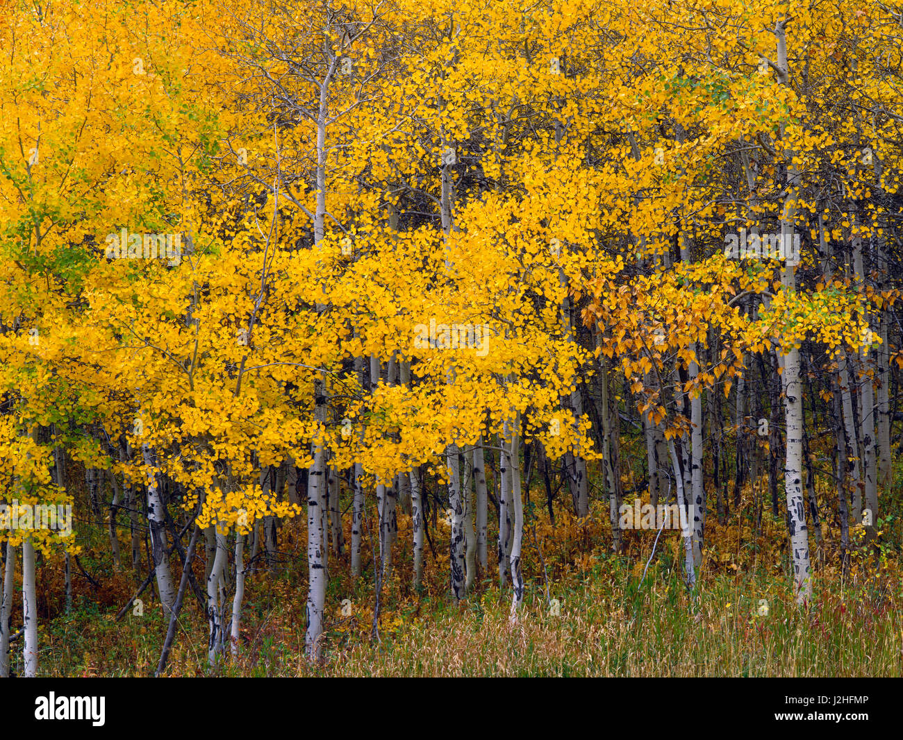 USA, Montana, Glacier National Park, Autumn-colored grove of quaking ...