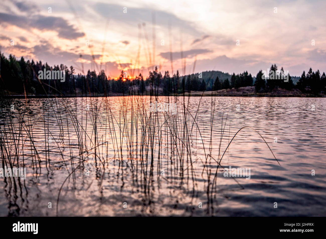 Reeds and smooth lake at sunset in Montana Stock Photo - Alamy
