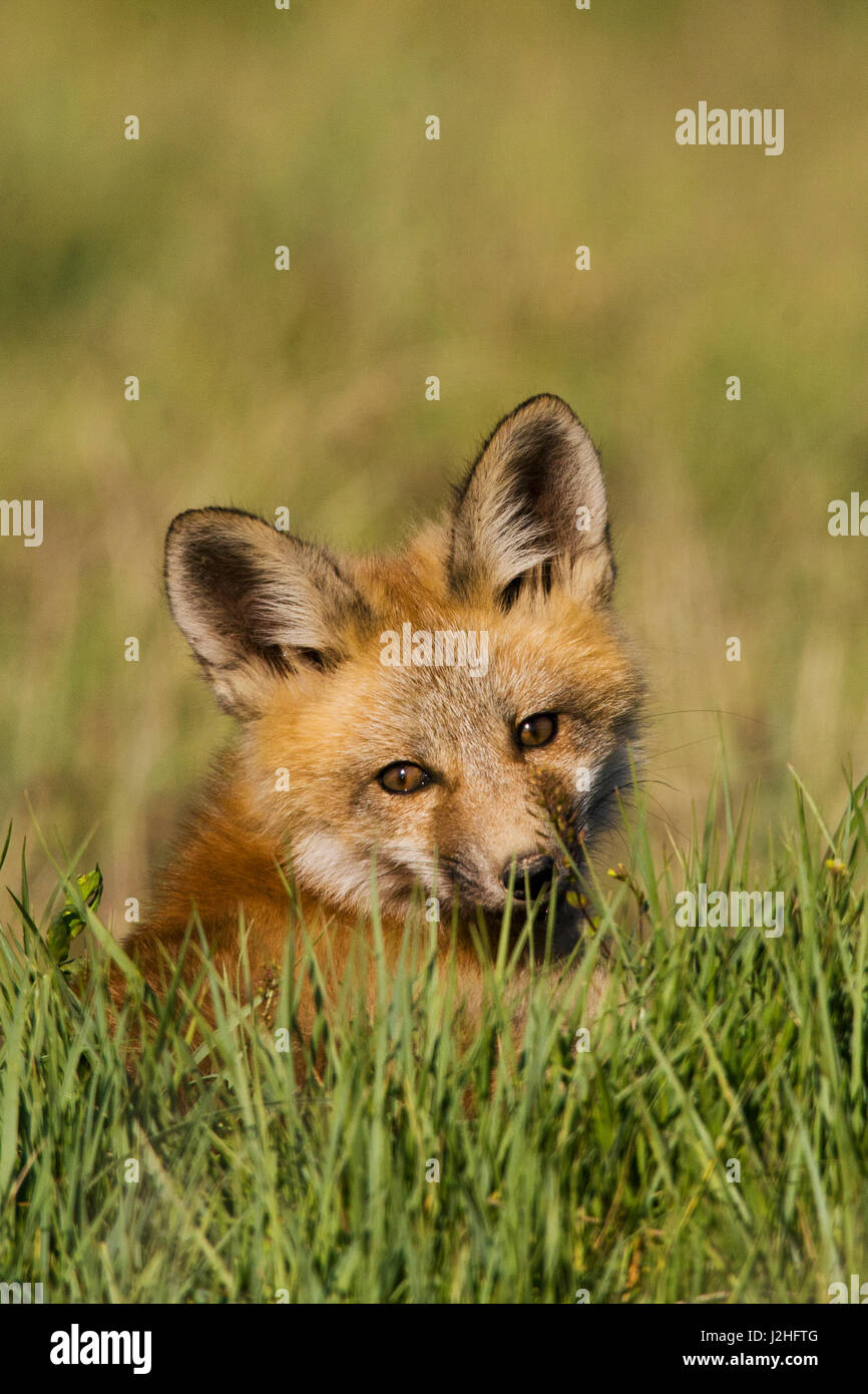 Red Fox Kit Stock Photo - Alamy