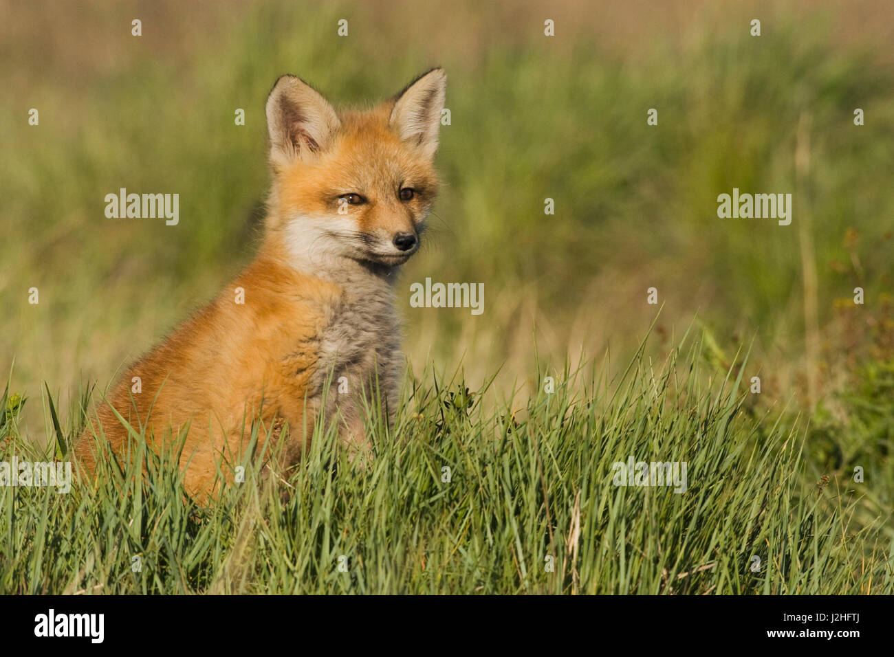 Red Fox Kit Stock Photo - Alamy