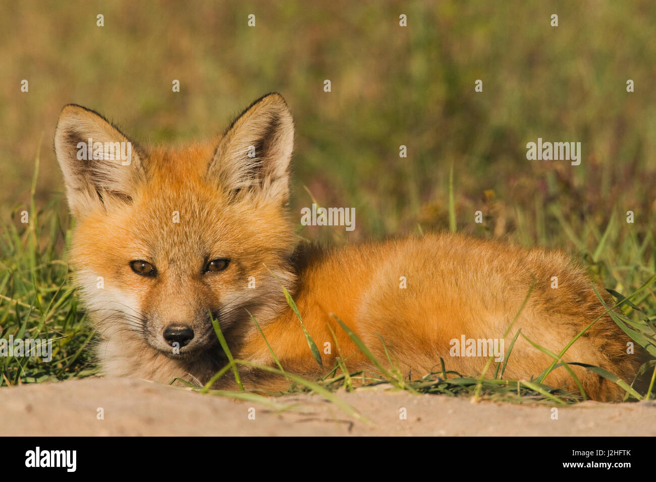 Red Fox Kit Stock Photo - Alamy