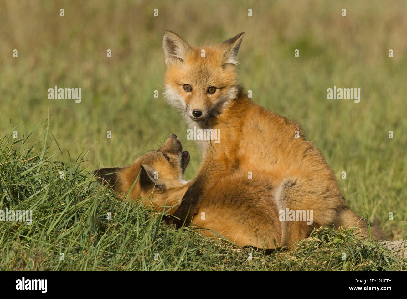 Red Fox Kits Stock Photo - Alamy