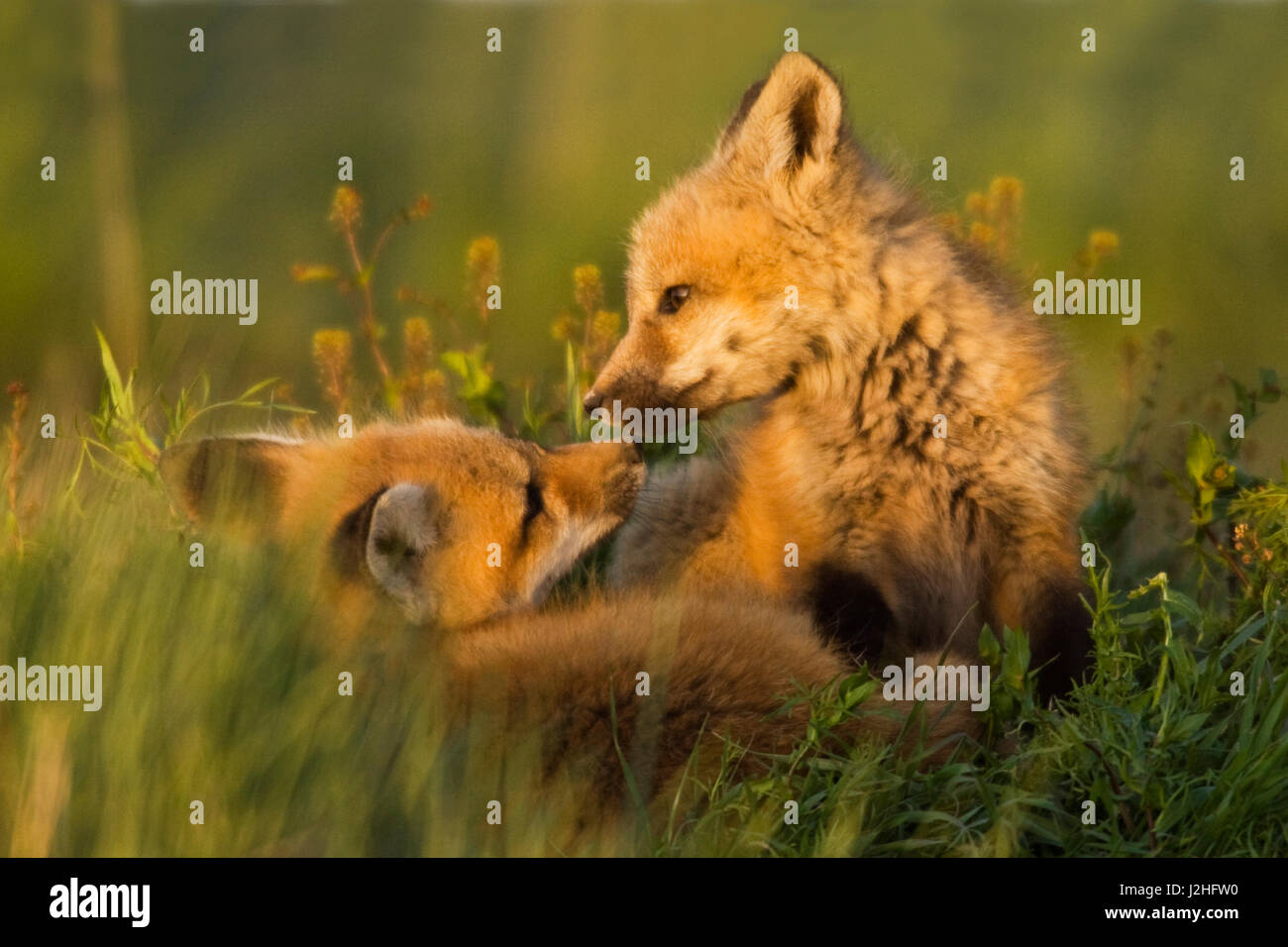 Red Fox Kits Stock Photo - Alamy