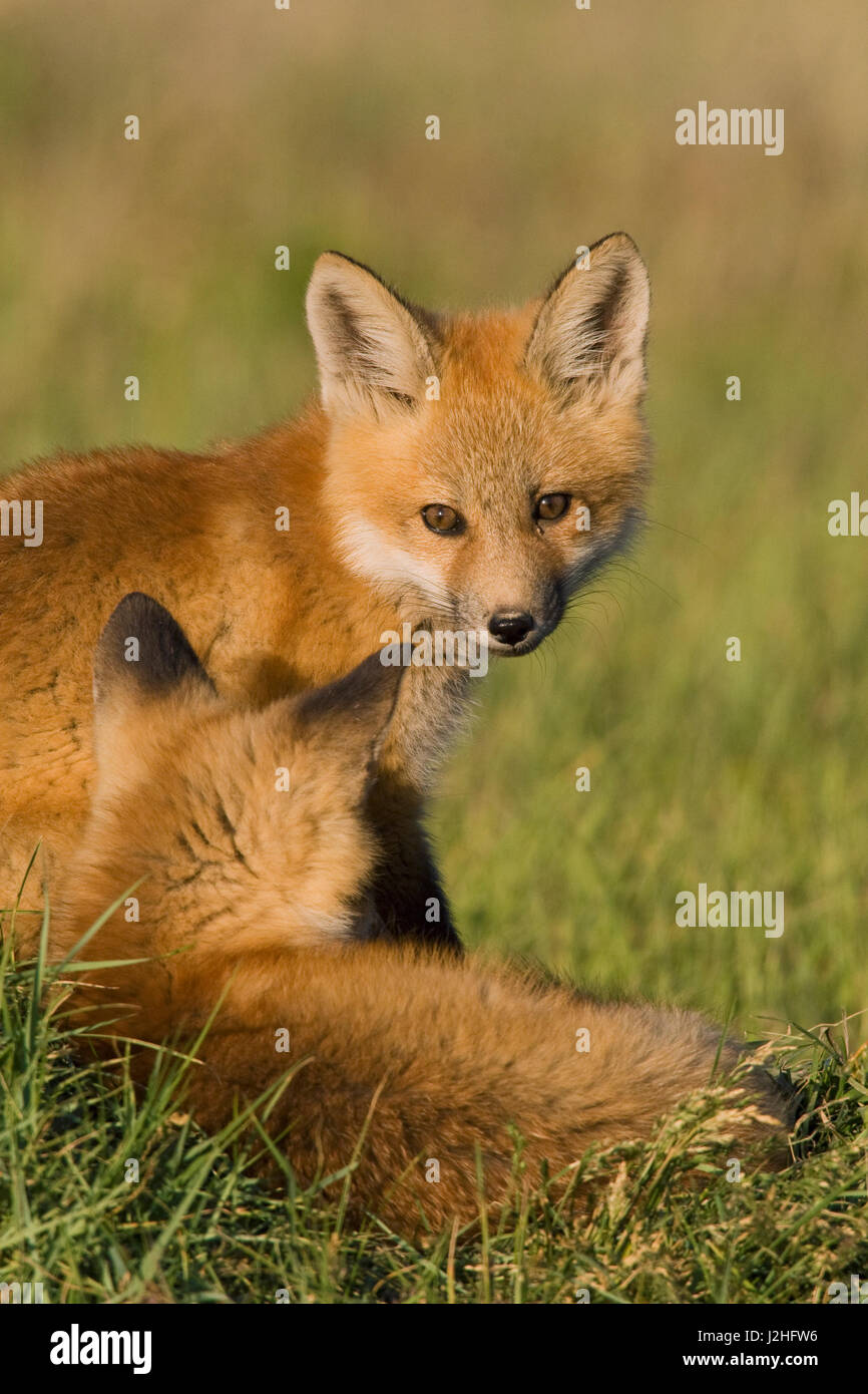 Red Fox Kits Stock Photo - Alamy