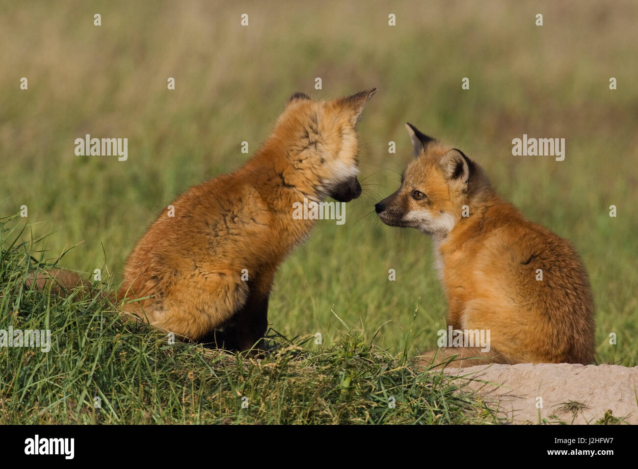 Red Fox Kits Stock Photo - Alamy
