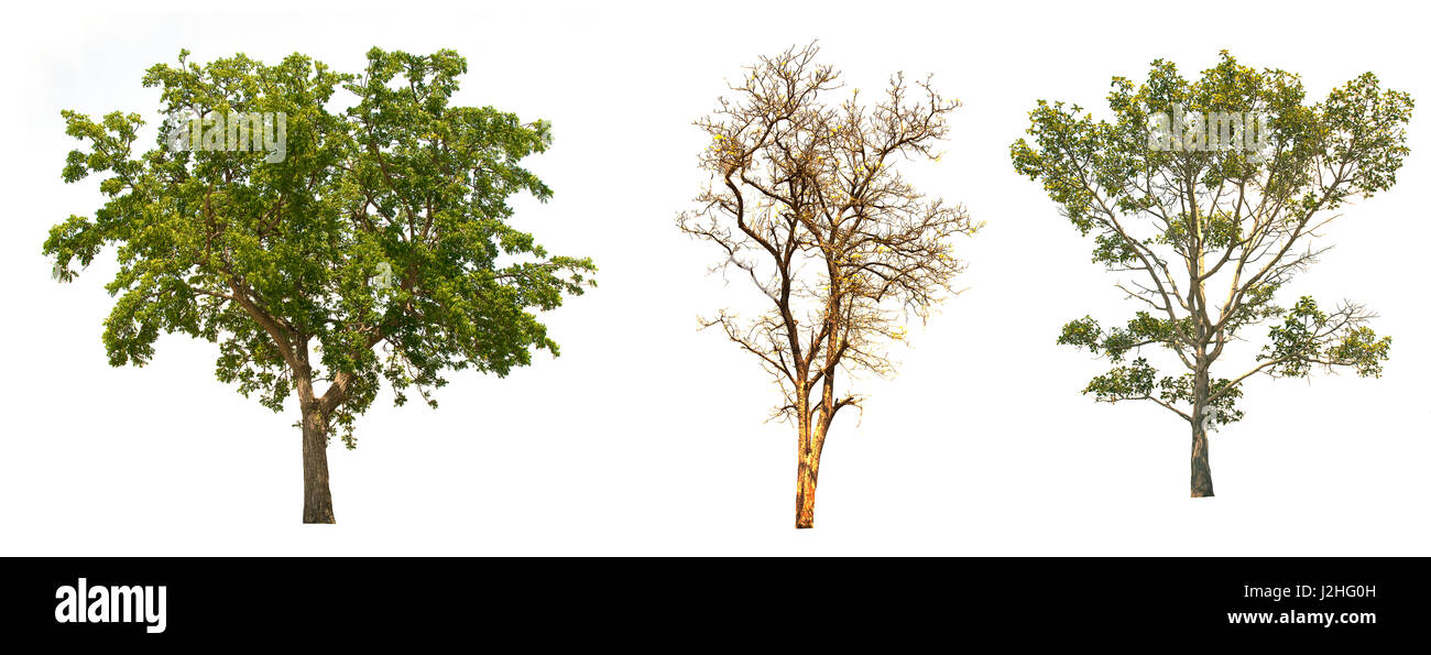 Collection of tree on white background. (for gardening Stock Photo - Alamy