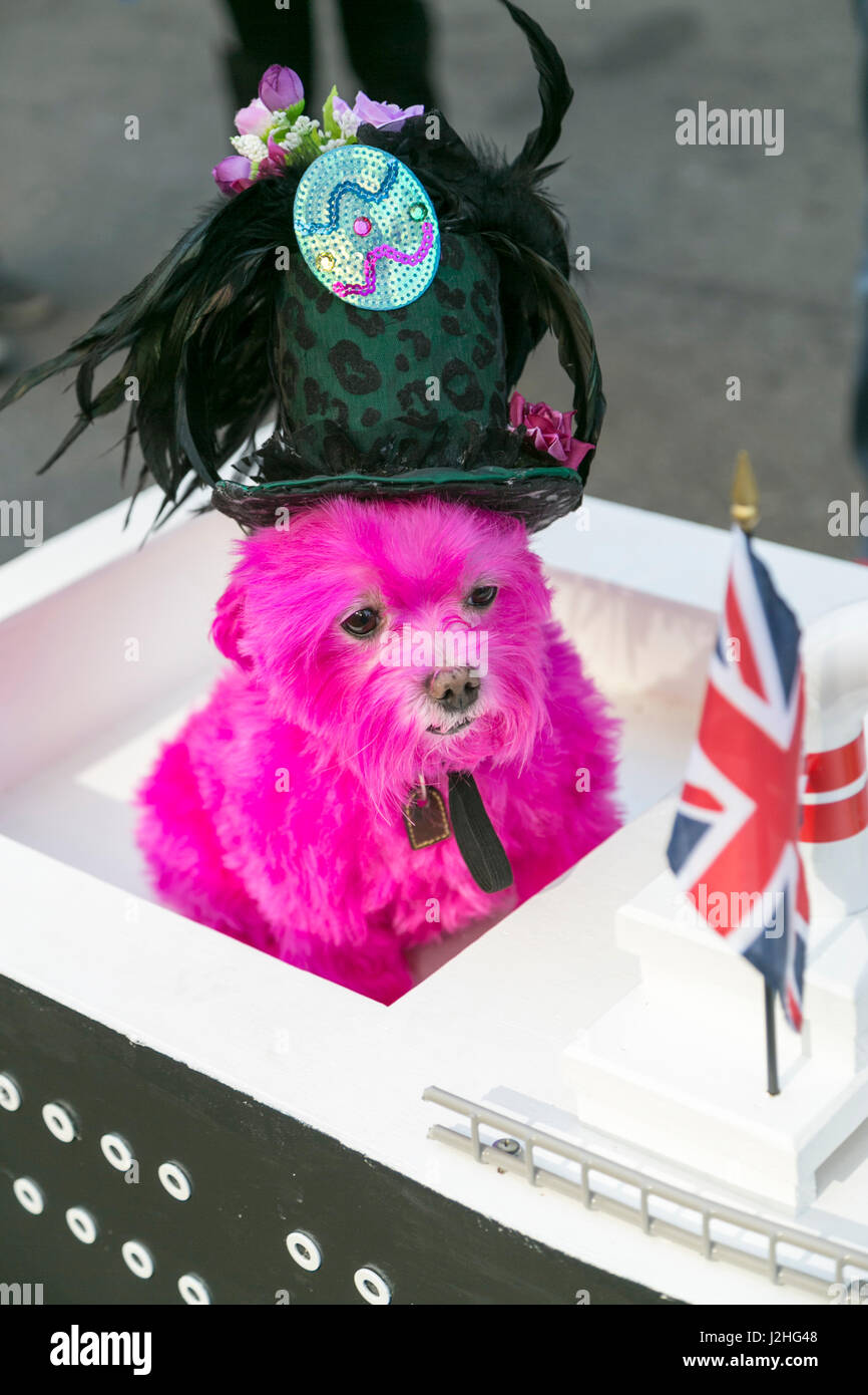 Easter new york parade dog hi-res stock photography and images - Alamy