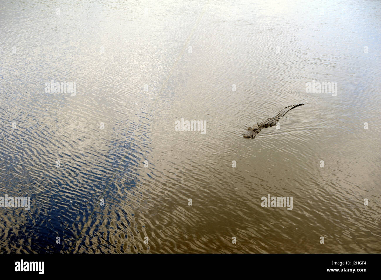 Alligator infested water hi-res stock photography and images - Alamy