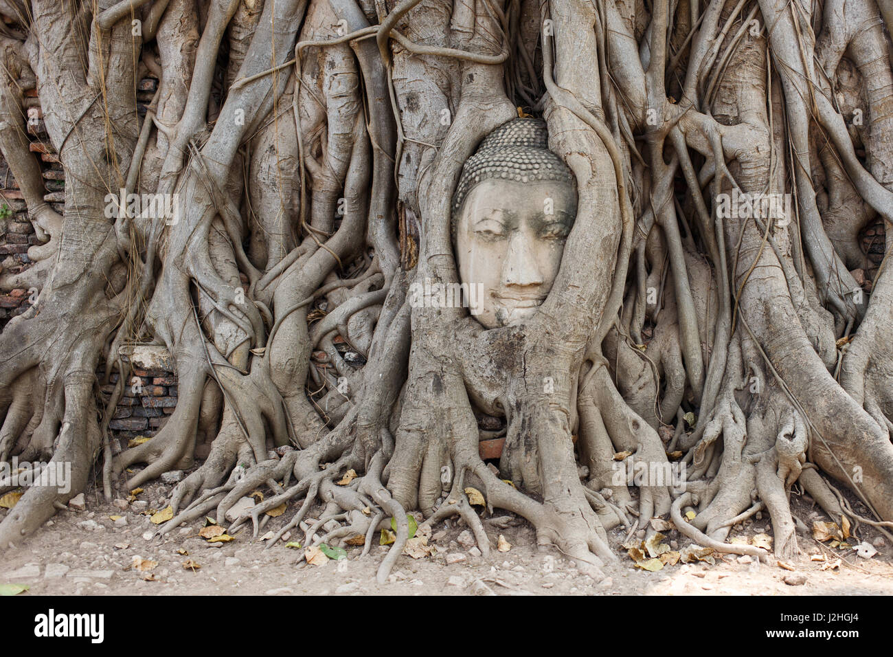 Photo Face of buddha among tree roots Stock Photo - Alamy