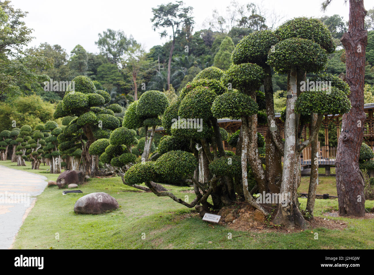 Hand manicured trees hi-res stock photography and images - Alamy