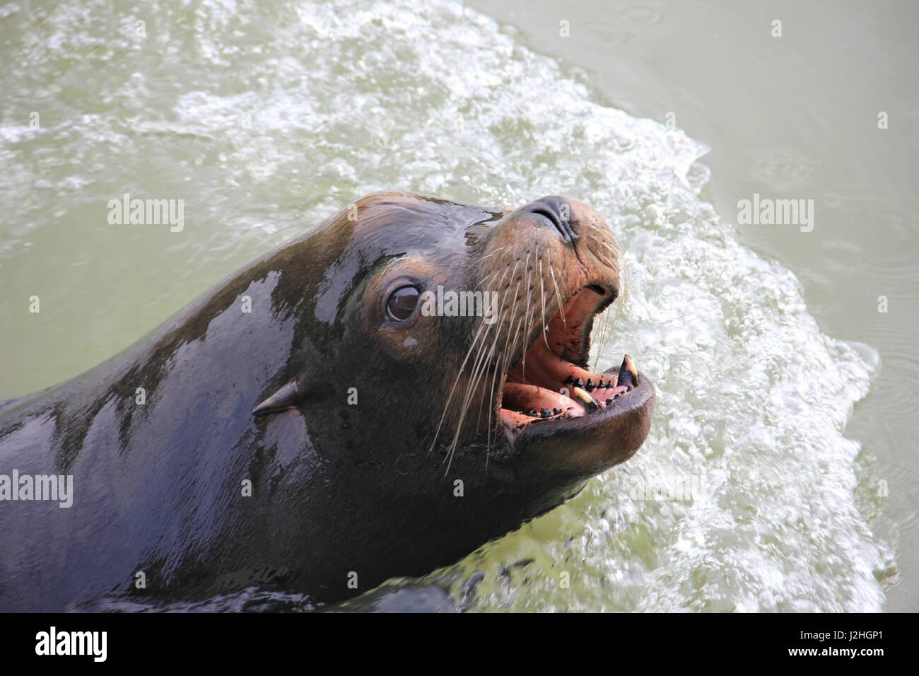 Hungry seal waiting to be fed at Longleat safari park Wiltshire U.K ...