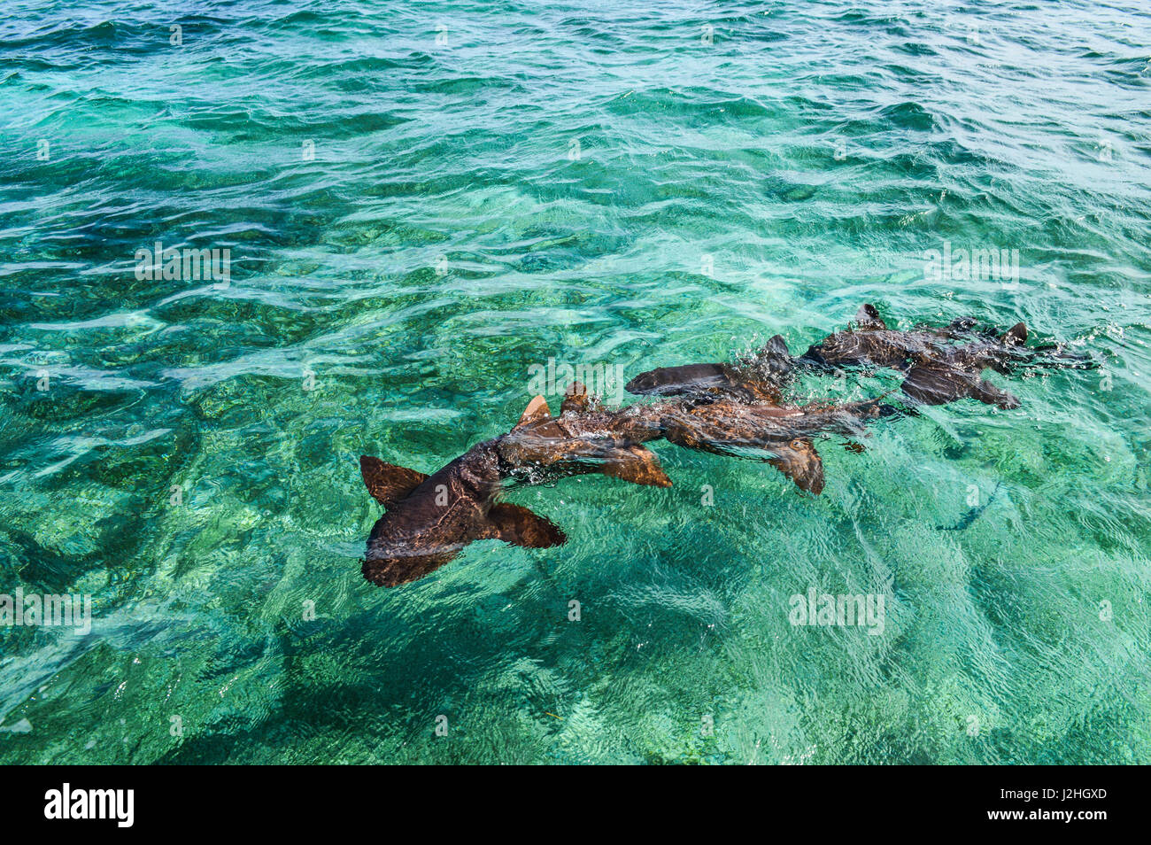 Nurse Sharks Gathering in Expectancy of Bait at Shark Ray Alley off ...