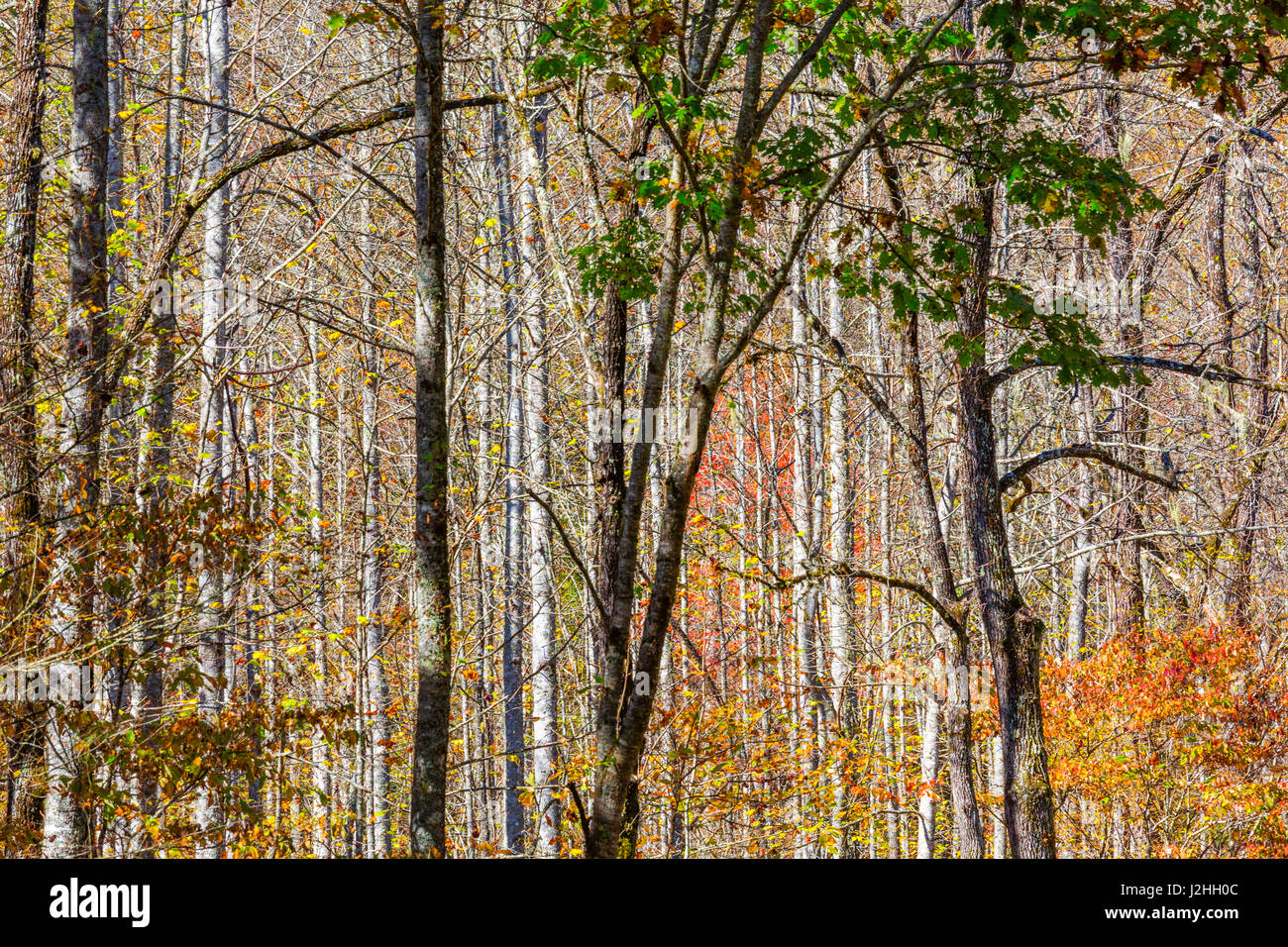 North Carolina, Great Smoky Mountains National Park, view from Newfound ...