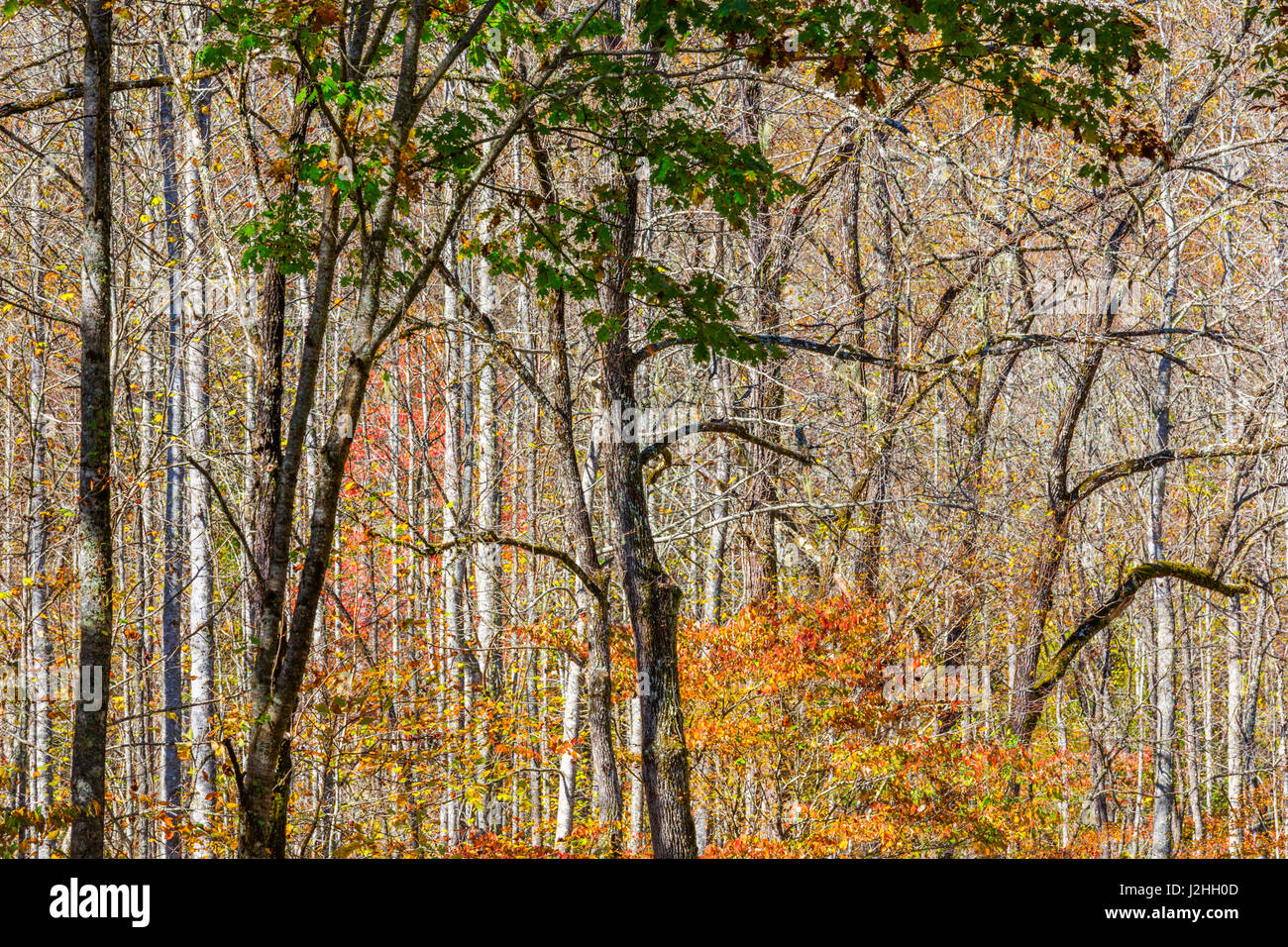 North Carolina, Great Smoky Mountains National Park, view from Newfound ...