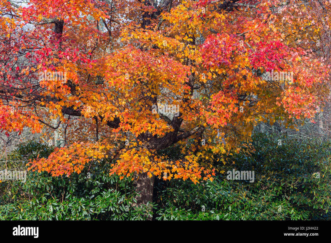 North Carolina, Blue Ridge Parkway, maple tree with rhododendrons Stock ...
