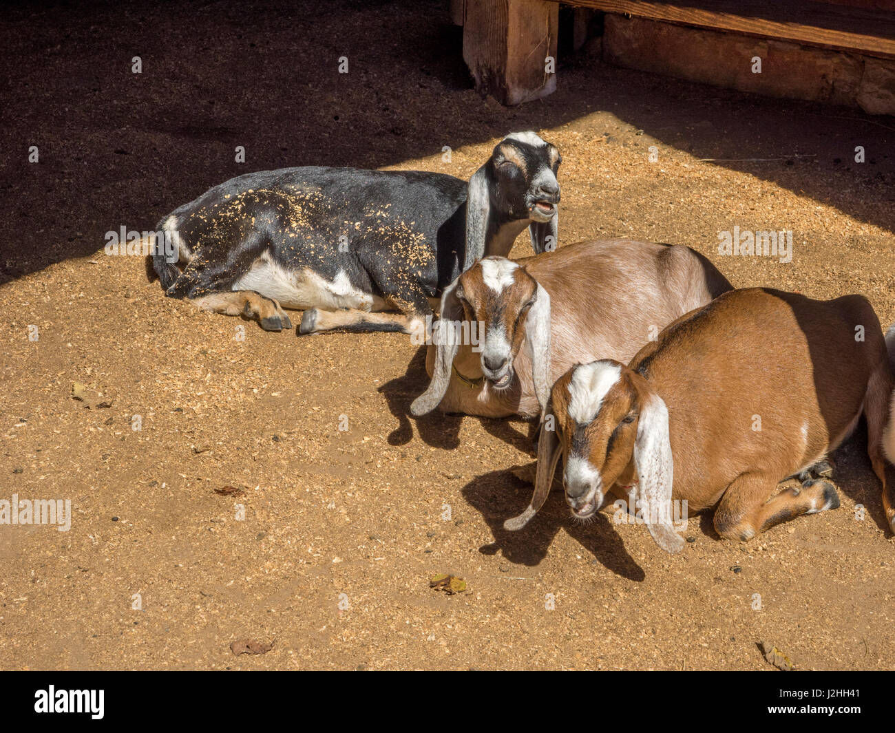 Historic wild goats hi-res stock photography and images - Alamy