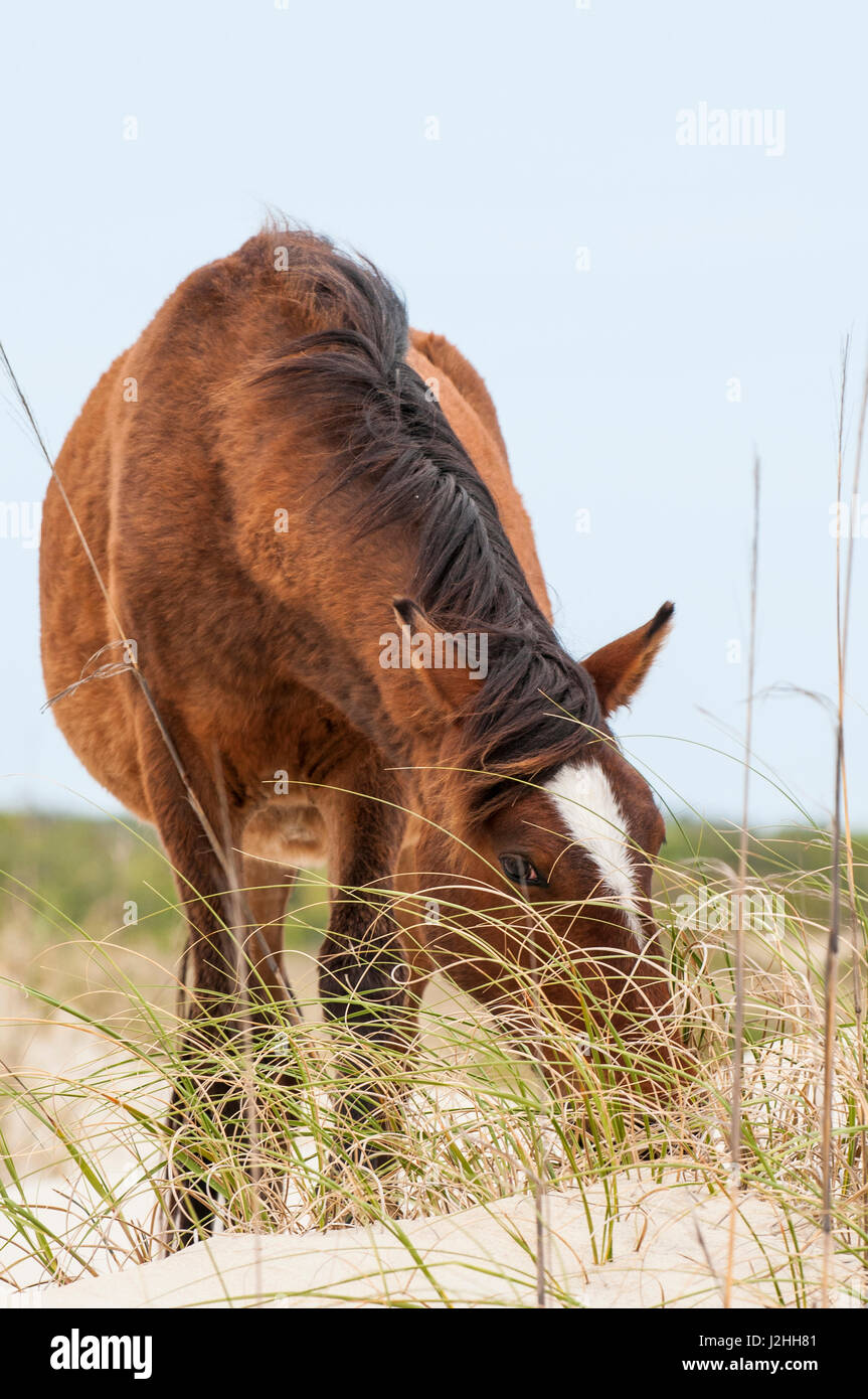 Outer banks mustang hi-res stock photography and images - Alamy