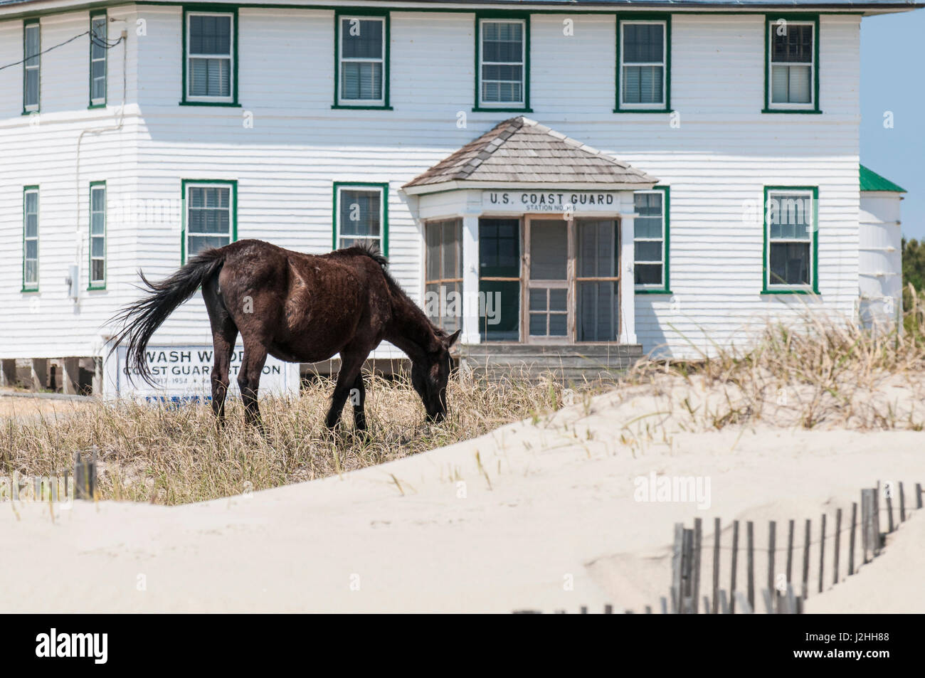 Currituck wild horses hi-res stock photography and images - Alamy