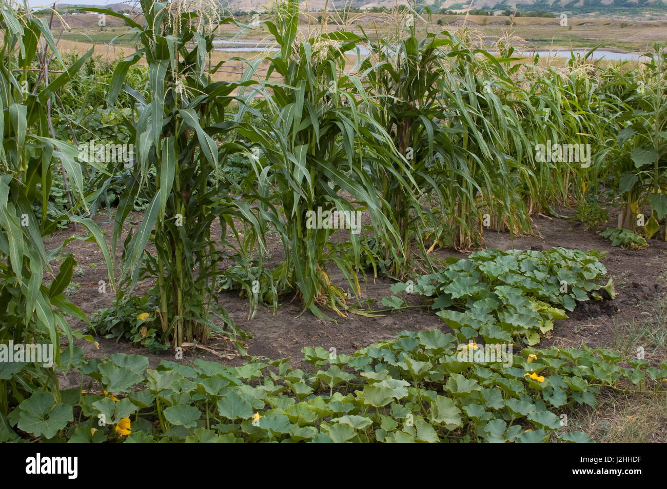 The Mandan, Hidatsa and Arikara Indians grew gardens in their village ...