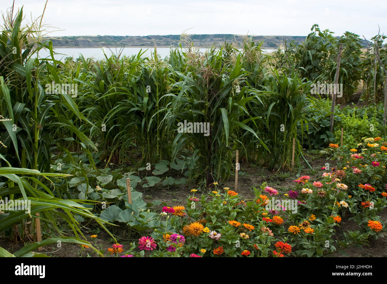 The Mandan and Hidatsa Indians would use the rich land along rivers for ...