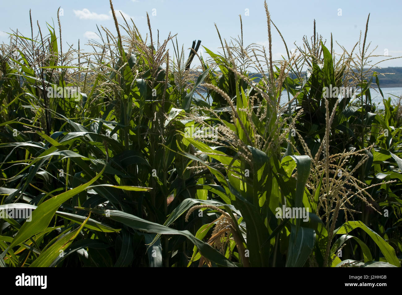 Corn crops were a very important and major food source of the Mandan ...