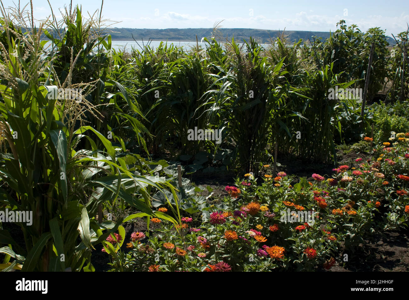 The Mandan, Hidatsa and Arikara Indians grew colorful vegetable gardens ...