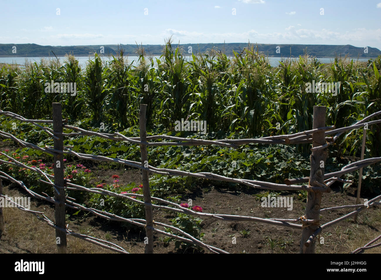 Hidatsa arikara indians grew crops hi-res stock photography and images ...