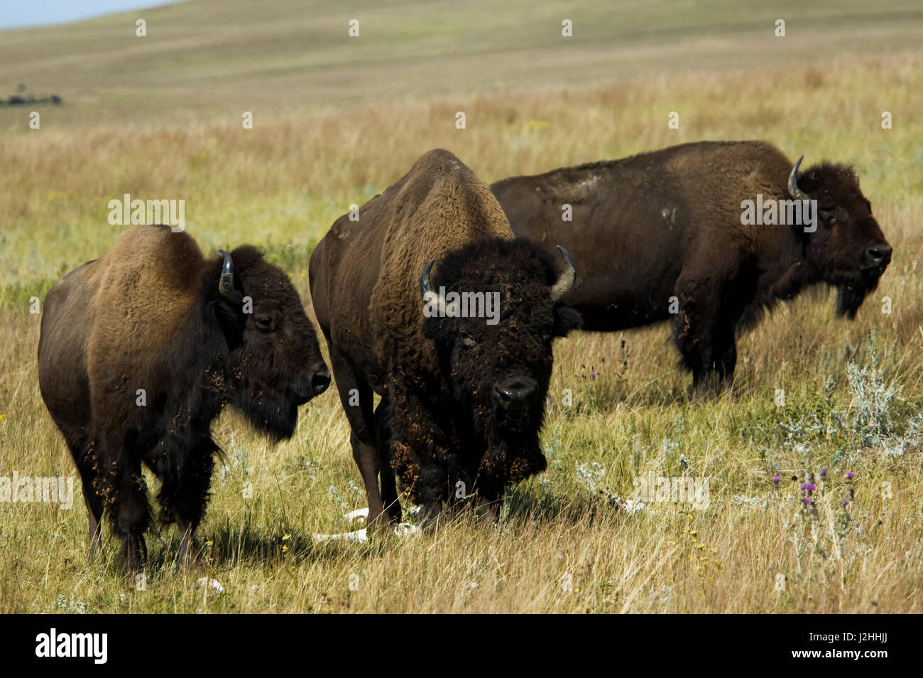 Native american indian hunting buffalo hi-res stock photography and ...