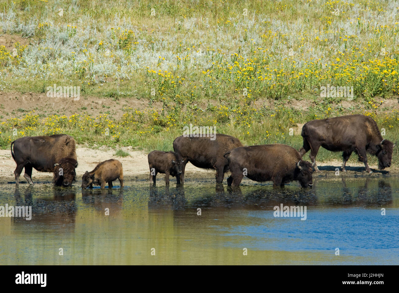 Bison herd at watering hole on ranch lands managed by the MHA Buffalo ...