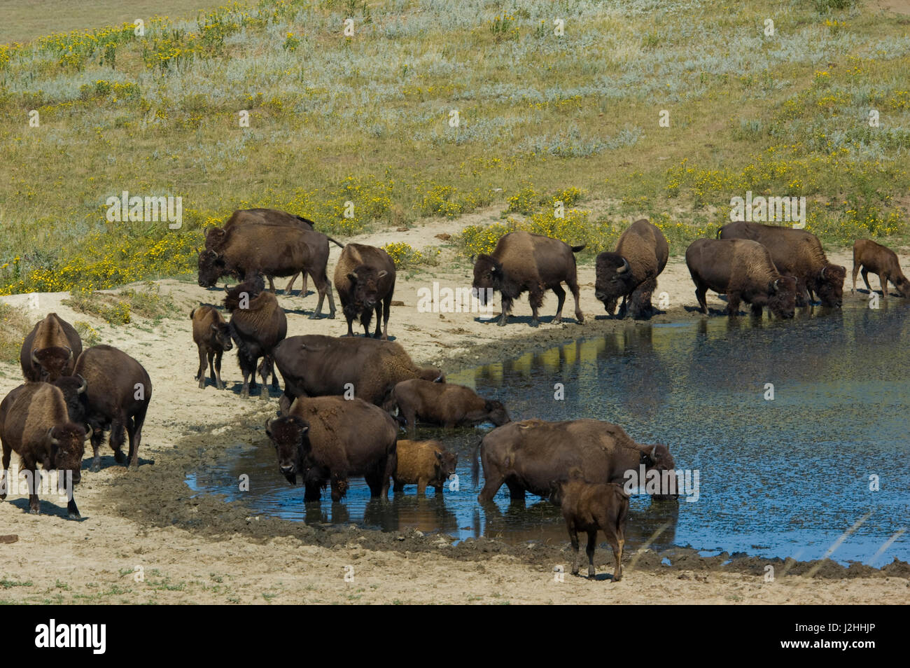 Native american with herd hi-res stock photography and images - Alamy