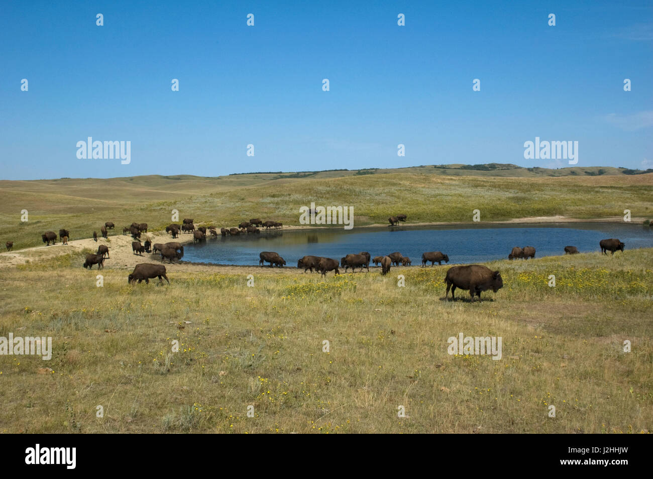Bison herd at watering hole on ranch lands managed by the MHA Buffalo ...