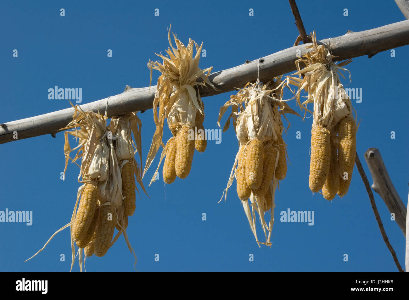 The Mandan, Hidatsa and Arikara Indians grew gardens near their ...