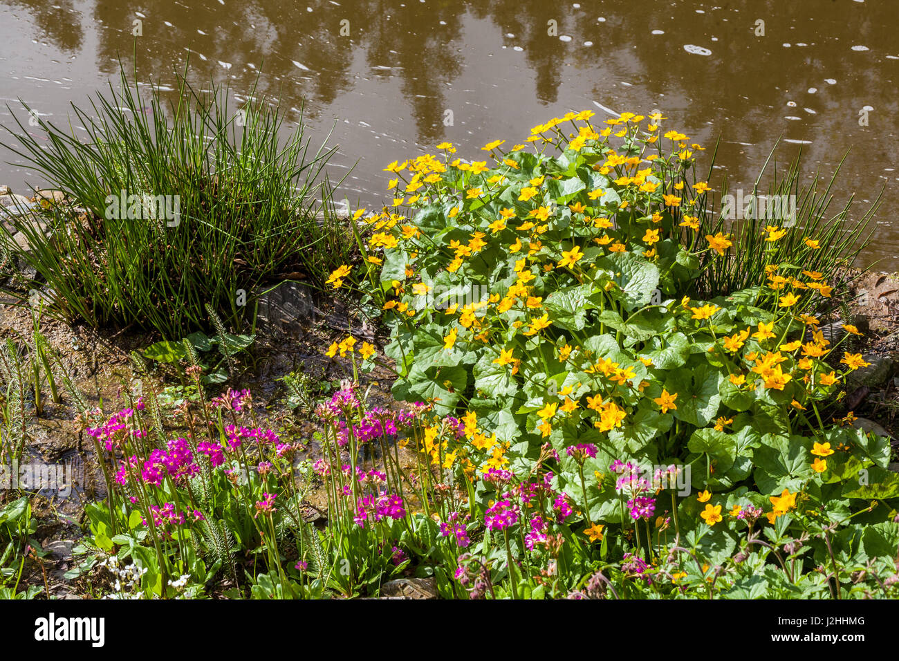 The submerged and damp edge of the stream with yellow flowers Caltha ...