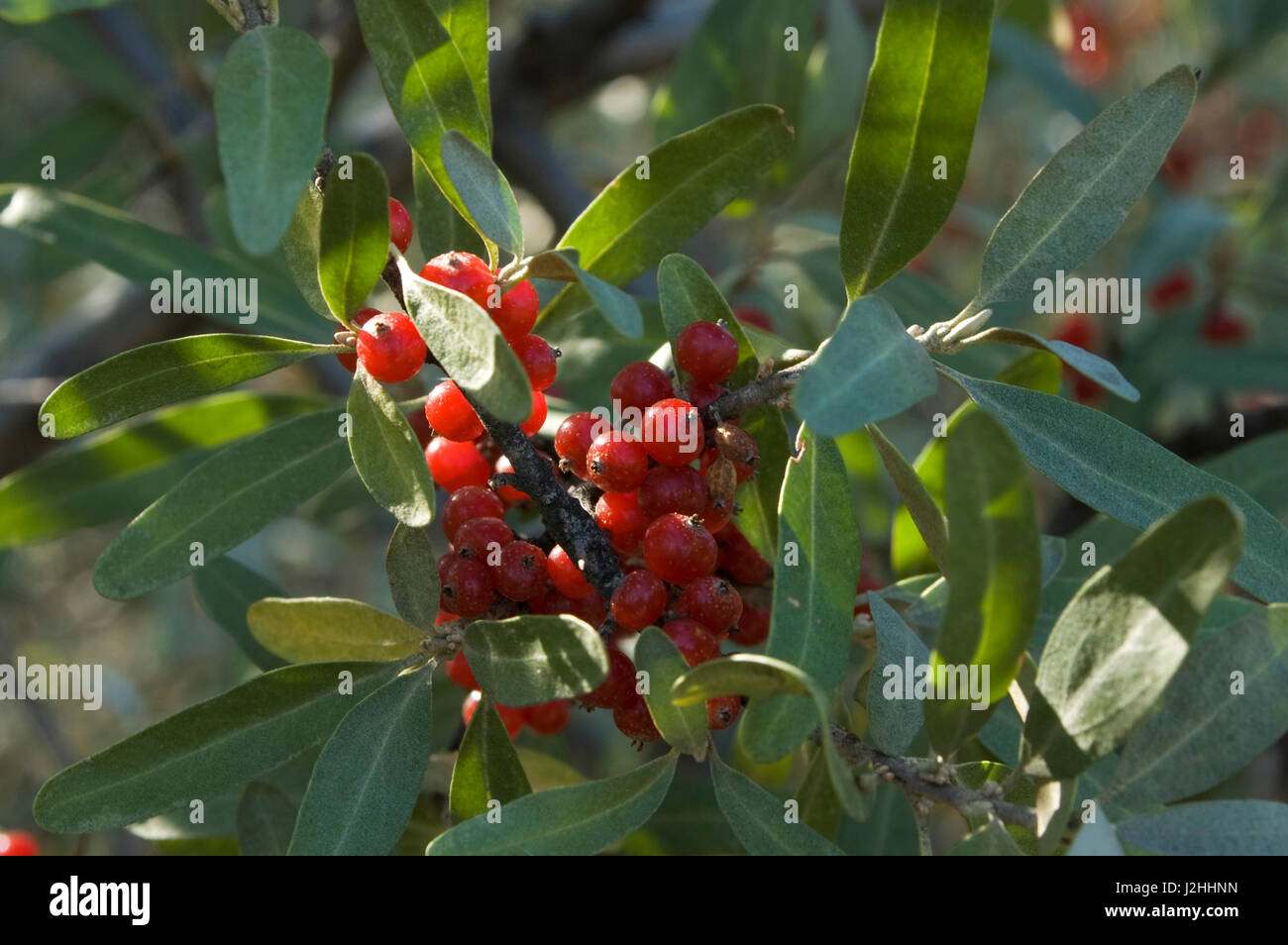 Edible berries were gathered by women of the Mandan, Hidatsa and ...
