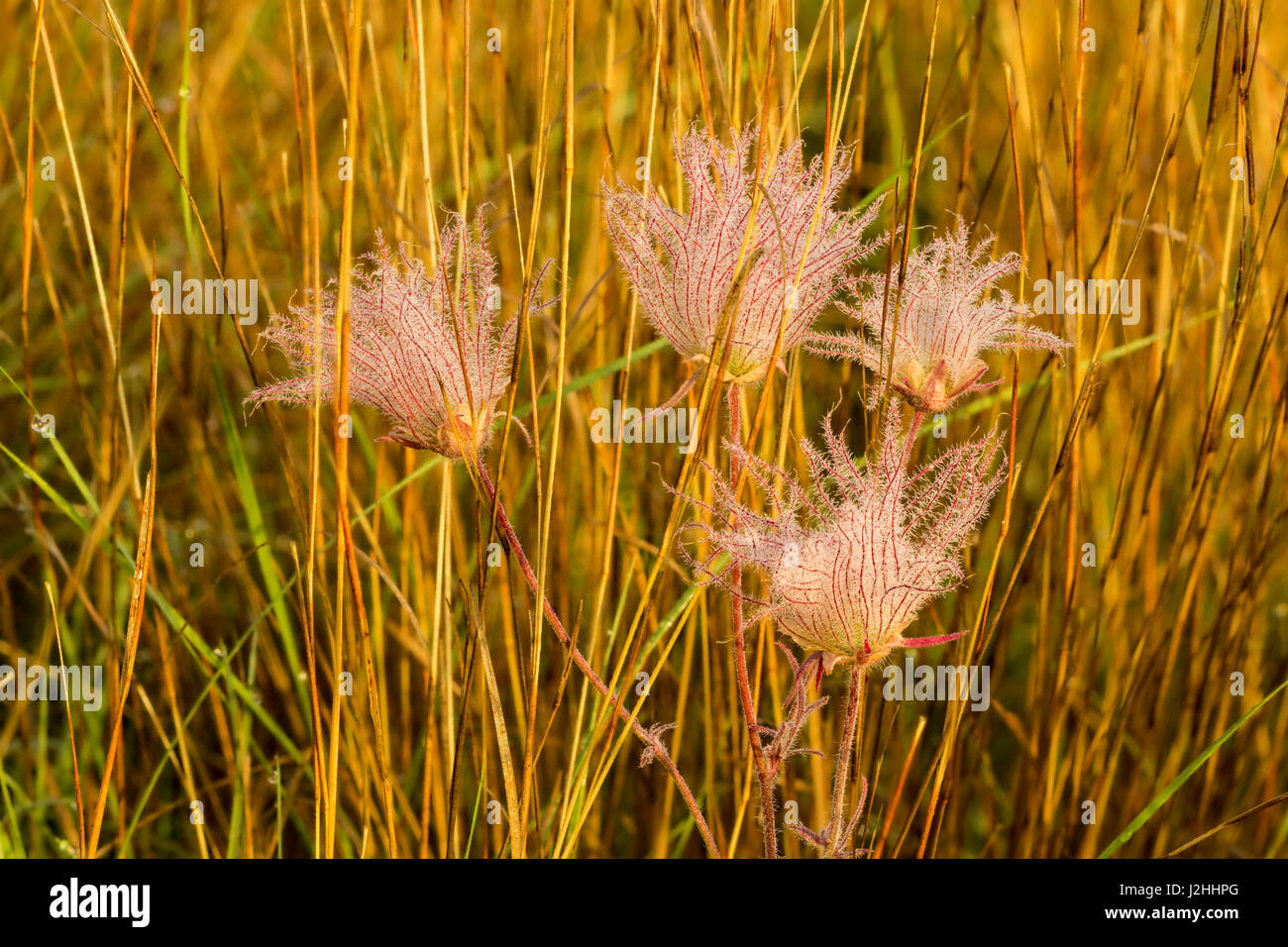 Prairie Smoke wildflowers Stock Photo - Alamy