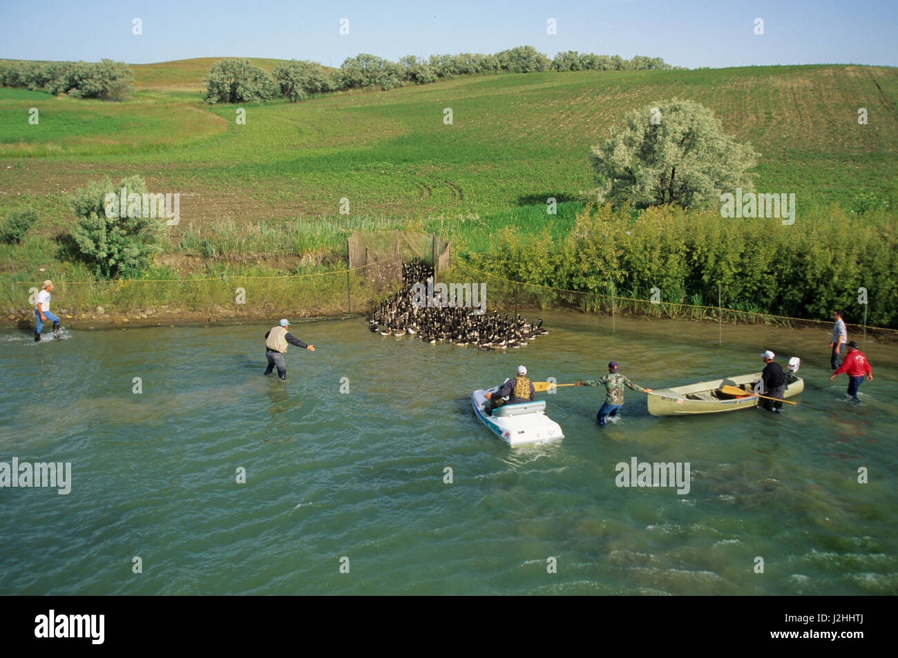 Aerial from helicopter of boats herding Canada geese (Branta canadensis ...