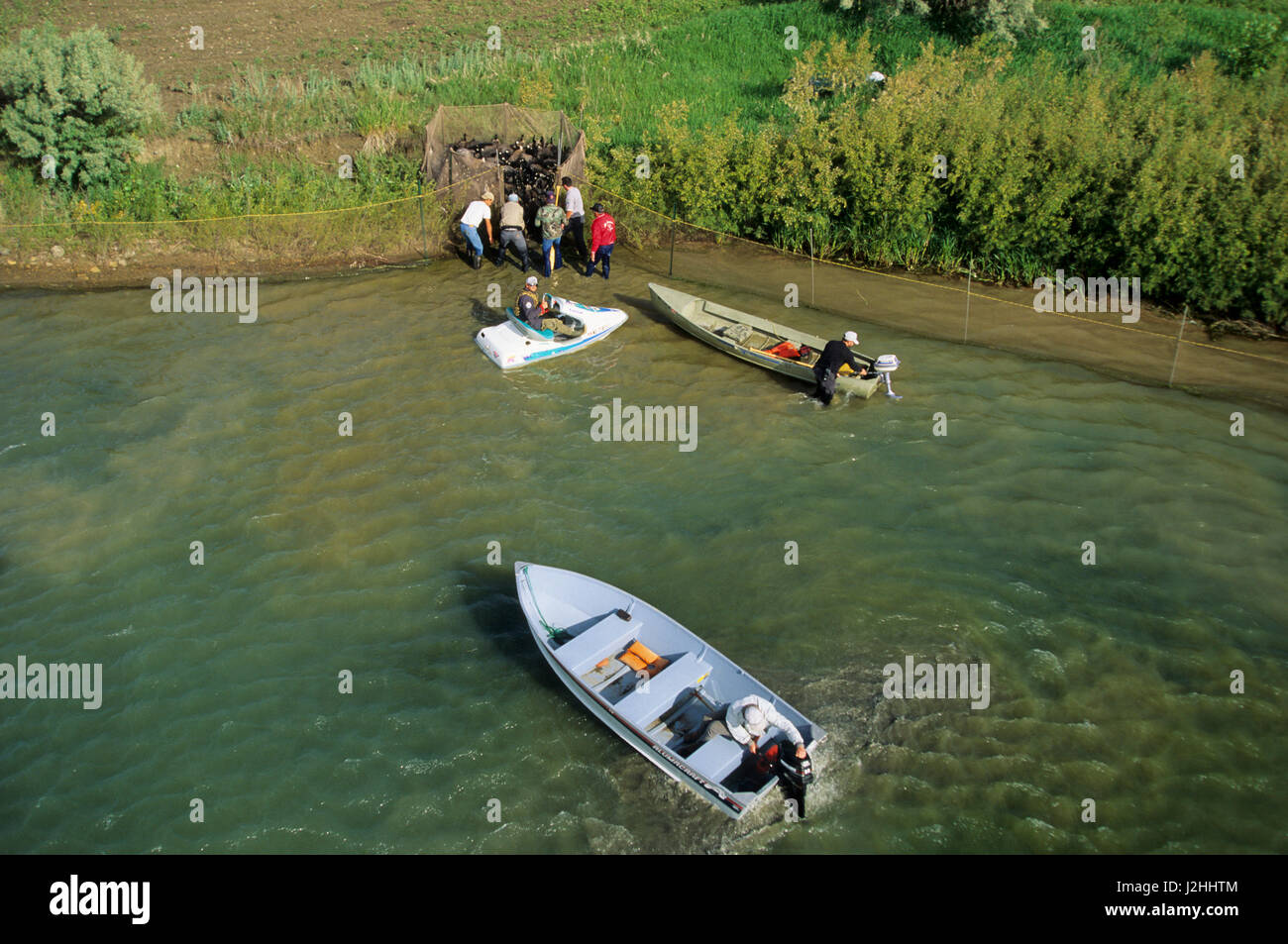 Herding geese hi-res stock photography and images - Alamy