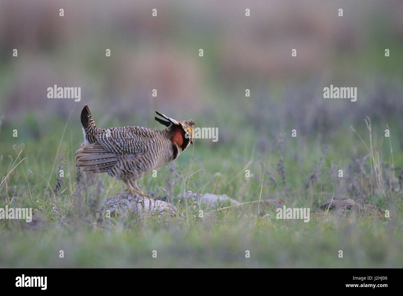 Lesser Prairie-Chicken (Tympanuchus pallidicinctus) male booming on lek ...