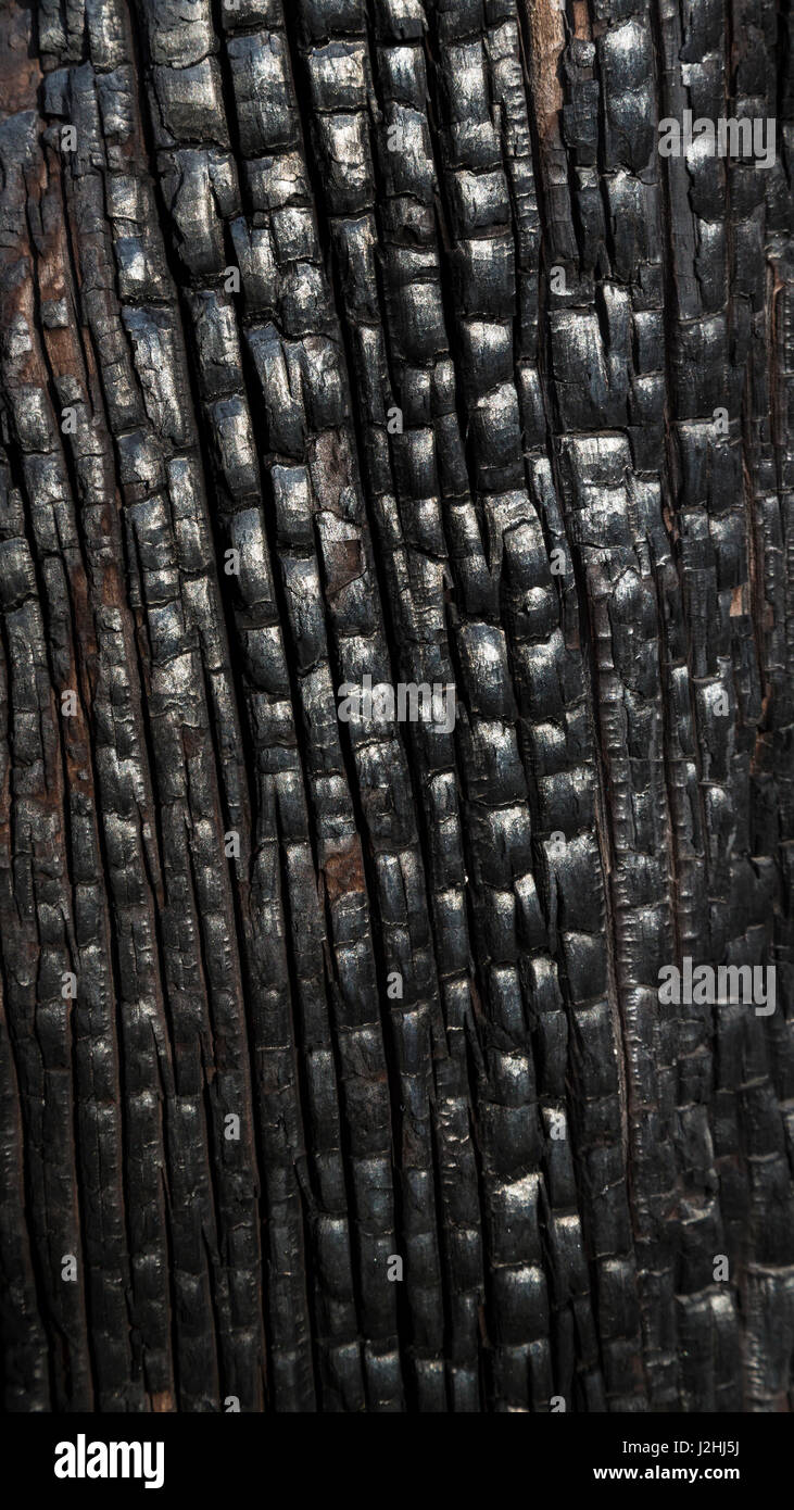 USA, Texas, Guadalupe Mountains National Park. Close-up of burnt tree ...