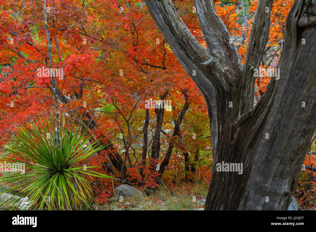 USA, Texas, Guadalupe Mountains National Park. Bigtooth maple and dead ...