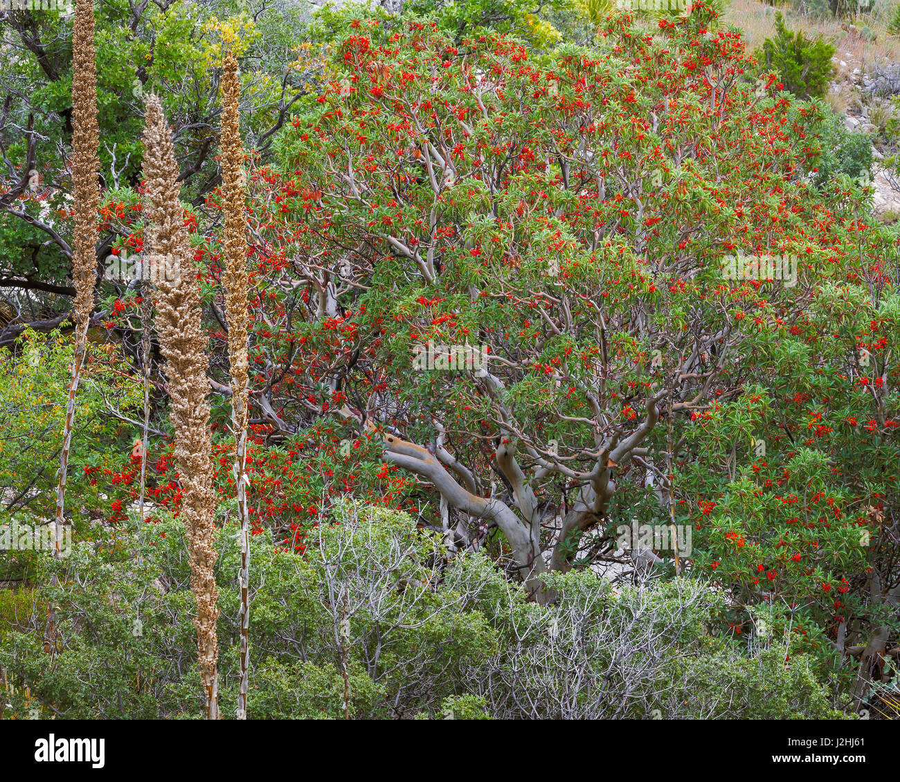 USA, Texas, Guadalupe Mountains National Park. Texas madrona tree with ...