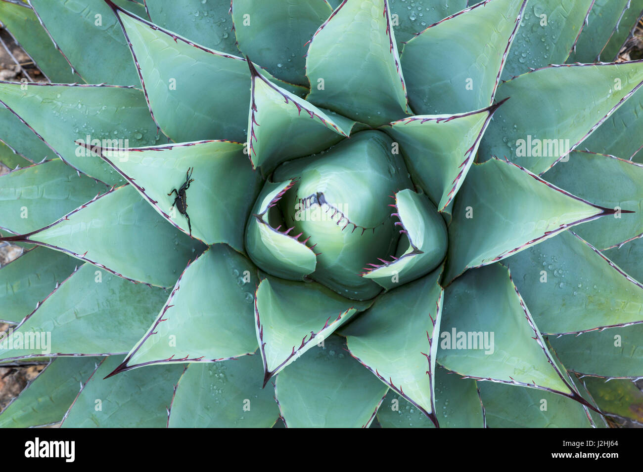 USA, Texas, Guadalupe Mountains National Park. Close-up of New Mexico ...