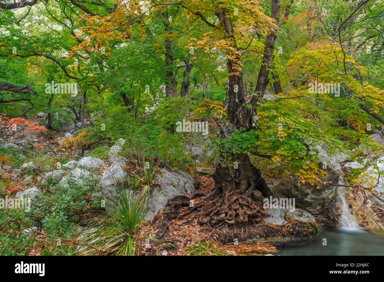 USA, Texas, Guadalupe Mountains National Park. Scenic of Smith Spring ...
