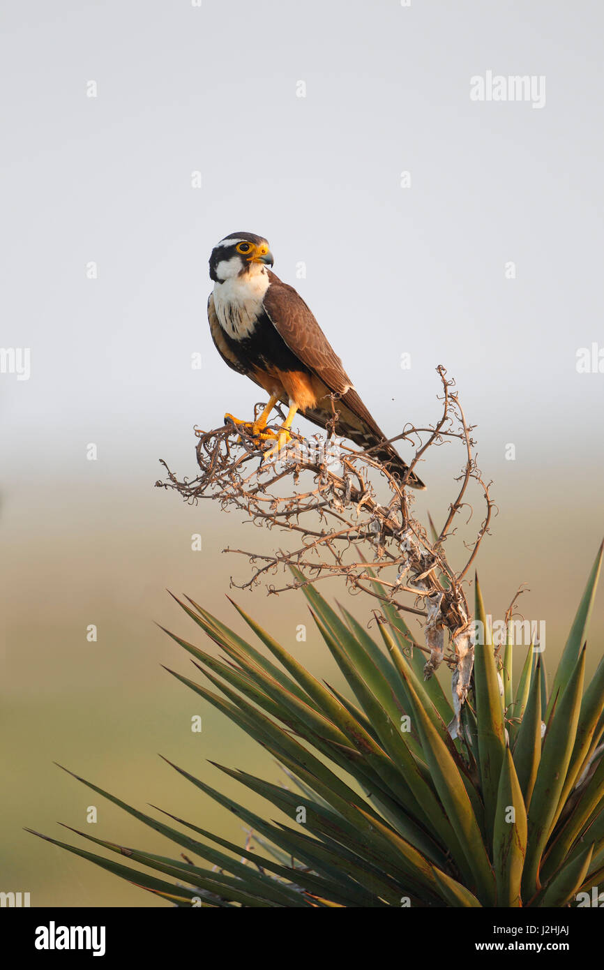 Aplomado Falcon (Falco femoralis) adult landing on yucca Stock Photo ...