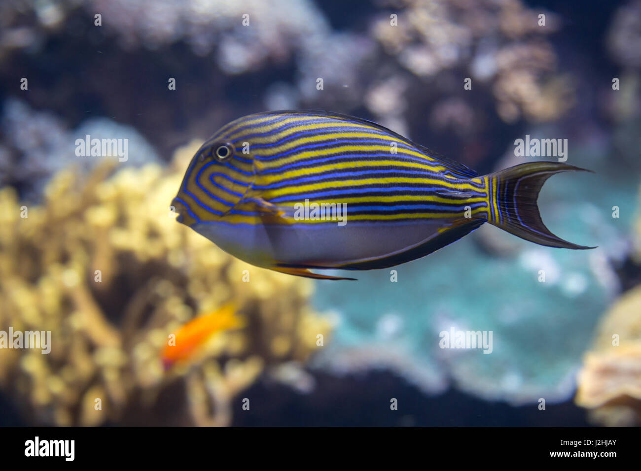 Beautiful Blue Lined Surgeonfish, Acanthurus lineatus, inside Aquarium ...
