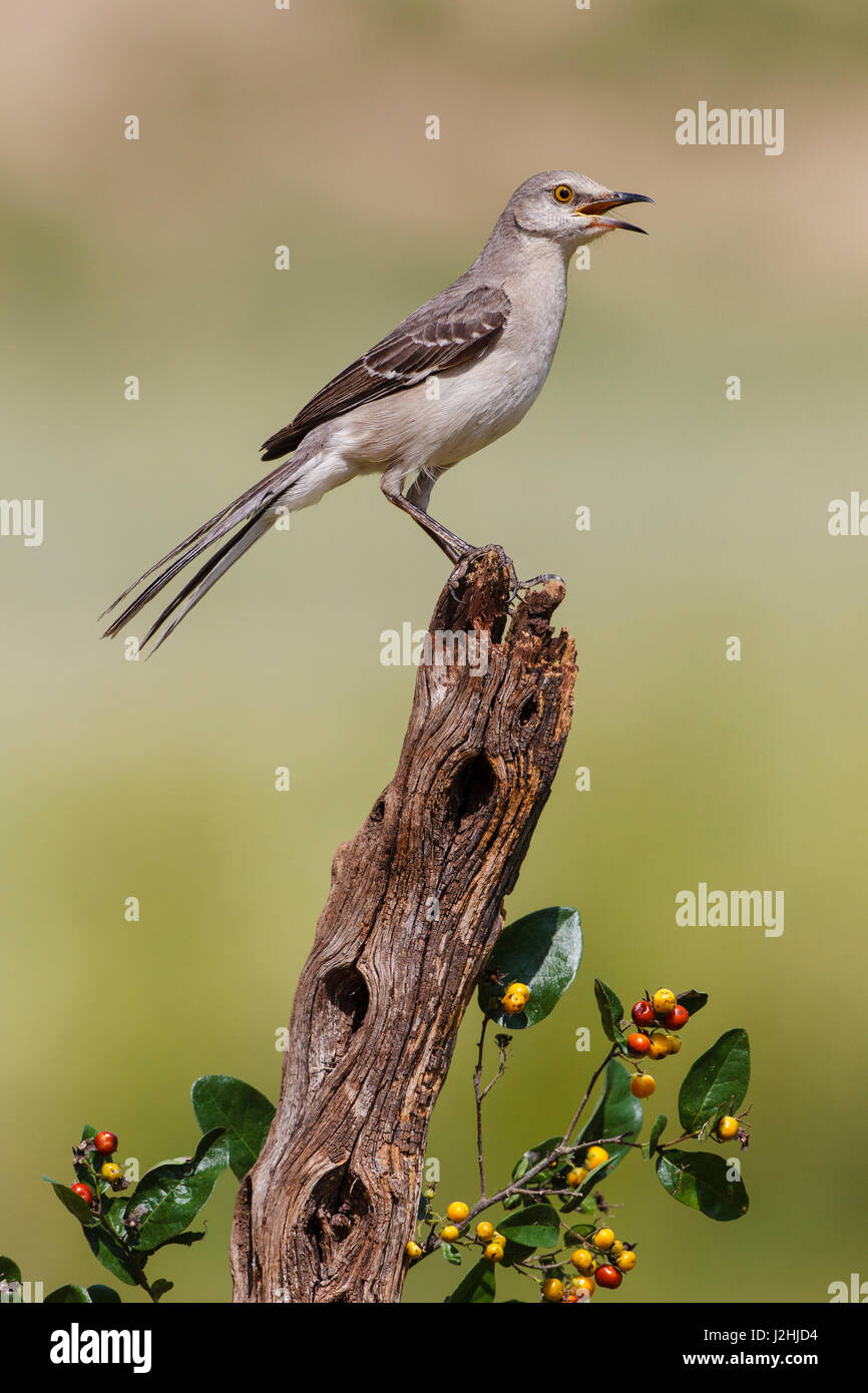 Mockingbird Singing