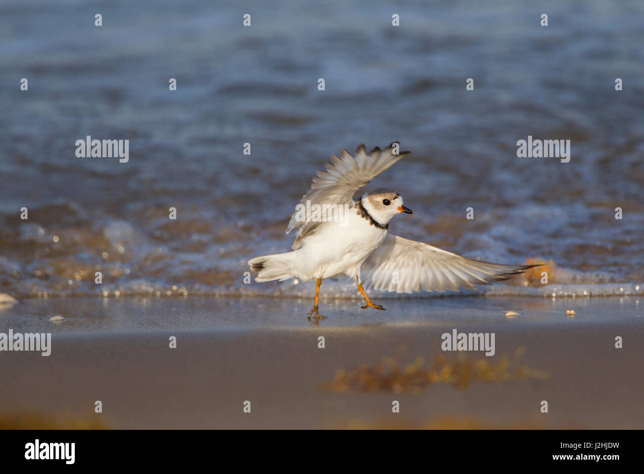 Piping Plover (Charadrius melodus) bathing in Gulf of Mexico Stock ...