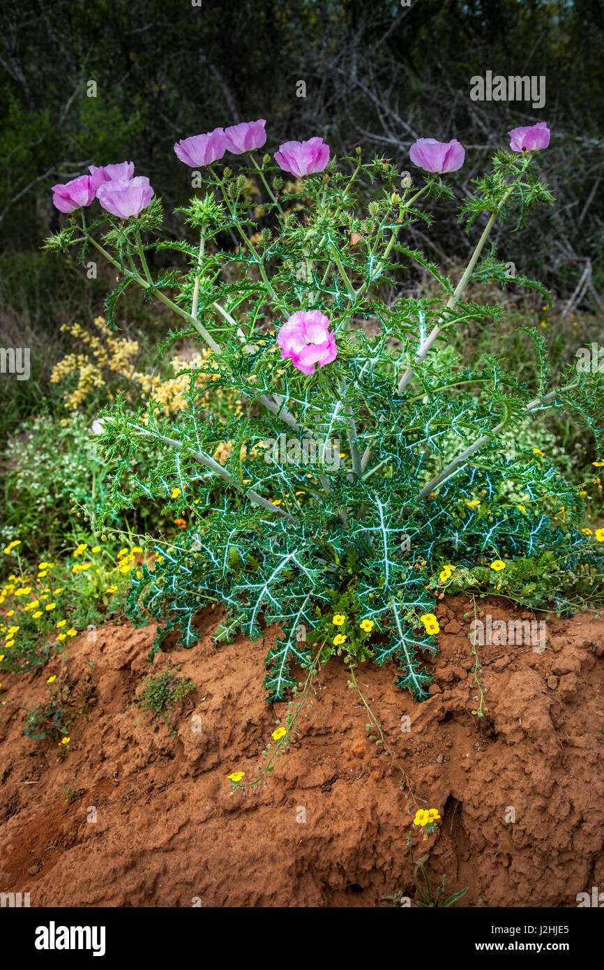 Red Prickly Poppy (Argemone Sanguinea) in bloom Stock Photo - Alamy
