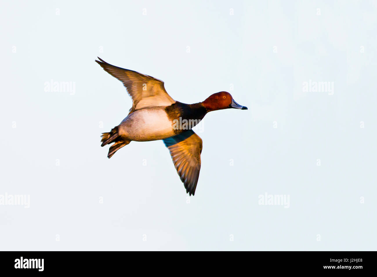 Redhead duck flying hi-res stock photography and images - Alamy