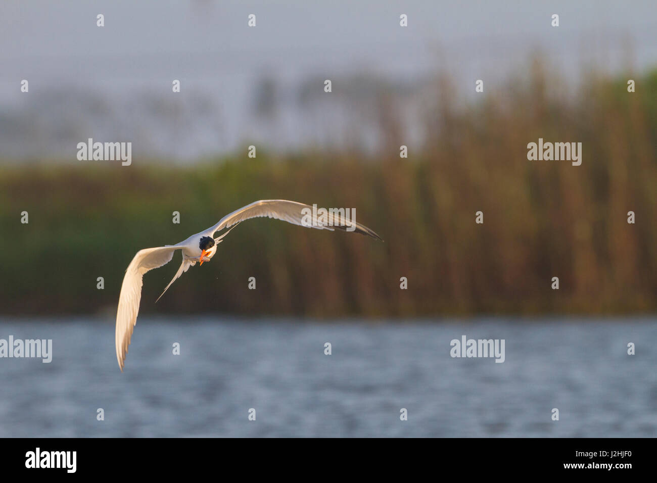 Royal Tern (Sterna maxima) in flight Stock Photo - Alamy